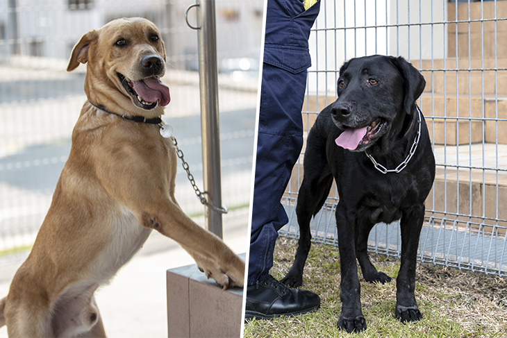 Lifting the Lid: On the Trail with Our K-9 Dogs